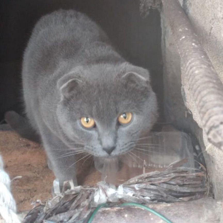 Пристраивается котик