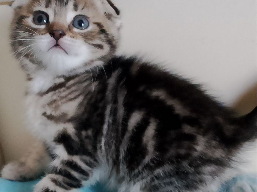 Шотландские медвежата