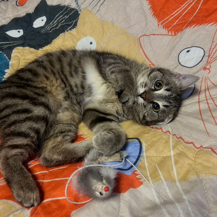 Отдадим котенка