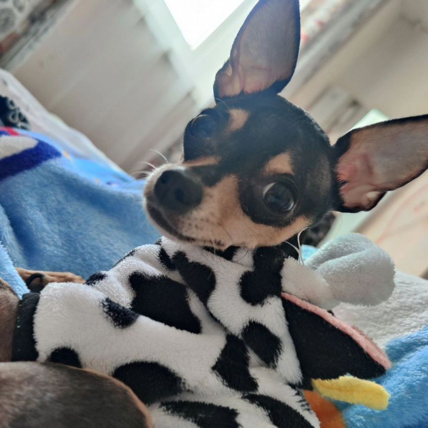 Отдам той терьера бесплатно, 3 года