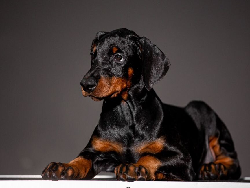Доберман девочка щенок