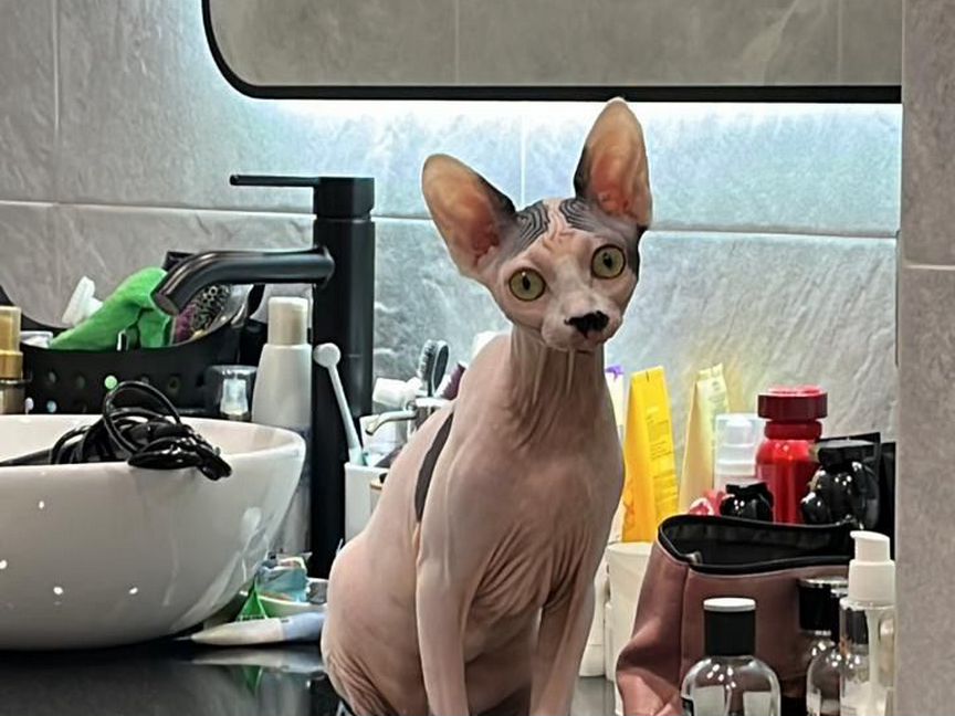 Канадский сфинкс