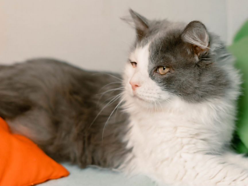 Кот в добрые руки