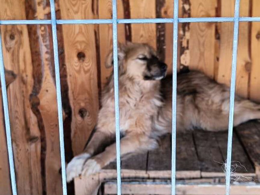 Собаки пара Ромео и Джульетта