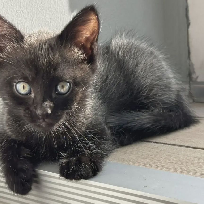 Котёнок в добрые руки