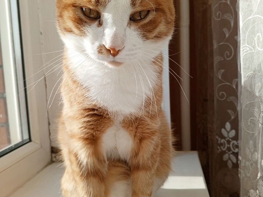 Красавчик и умница кот