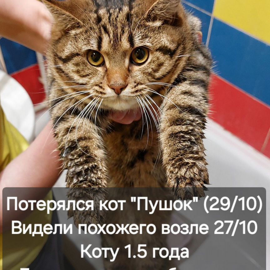 Потерялся кот