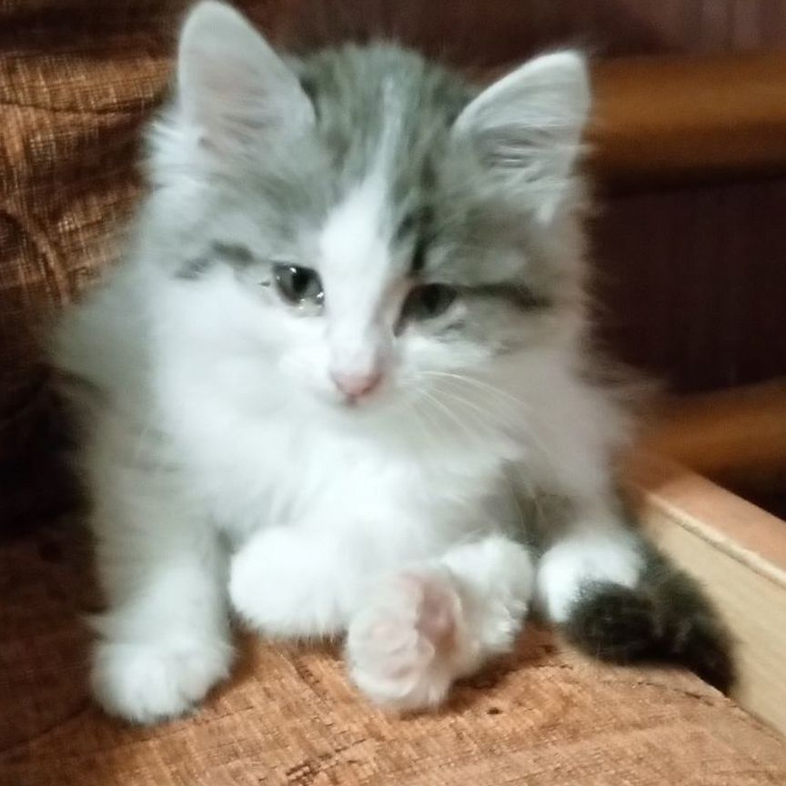 Котята трёхцветные домашние