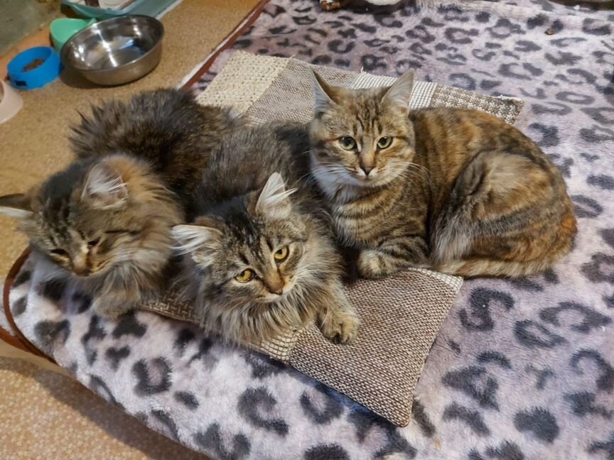 Сибирские котята