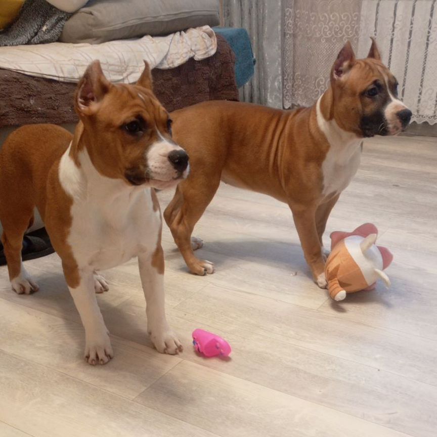 Американский стаффордширский терьер, щенок