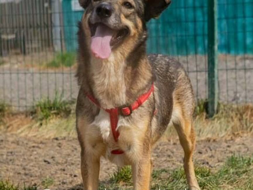 Миниатюрная Биби в поисках дома