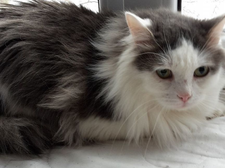 Пушистый котик ищет дом