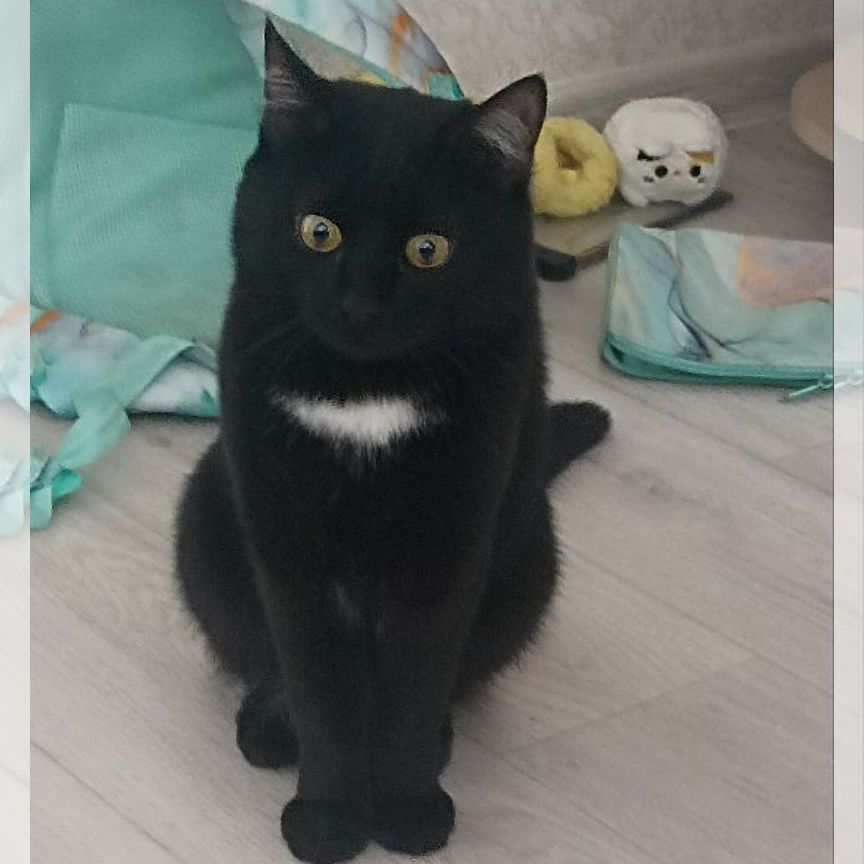 Британский короткошёрстный котёнок