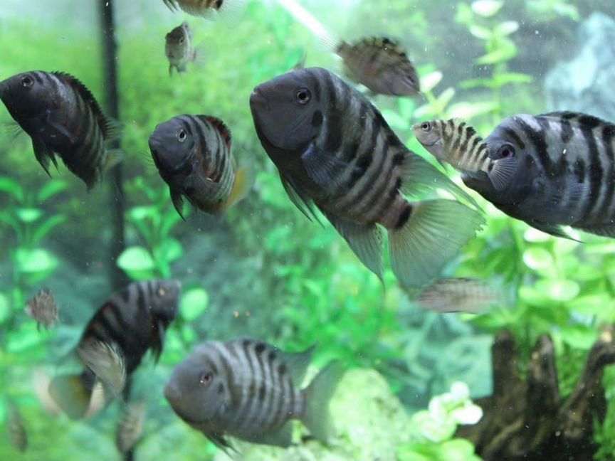 Цихлозома чернополосая