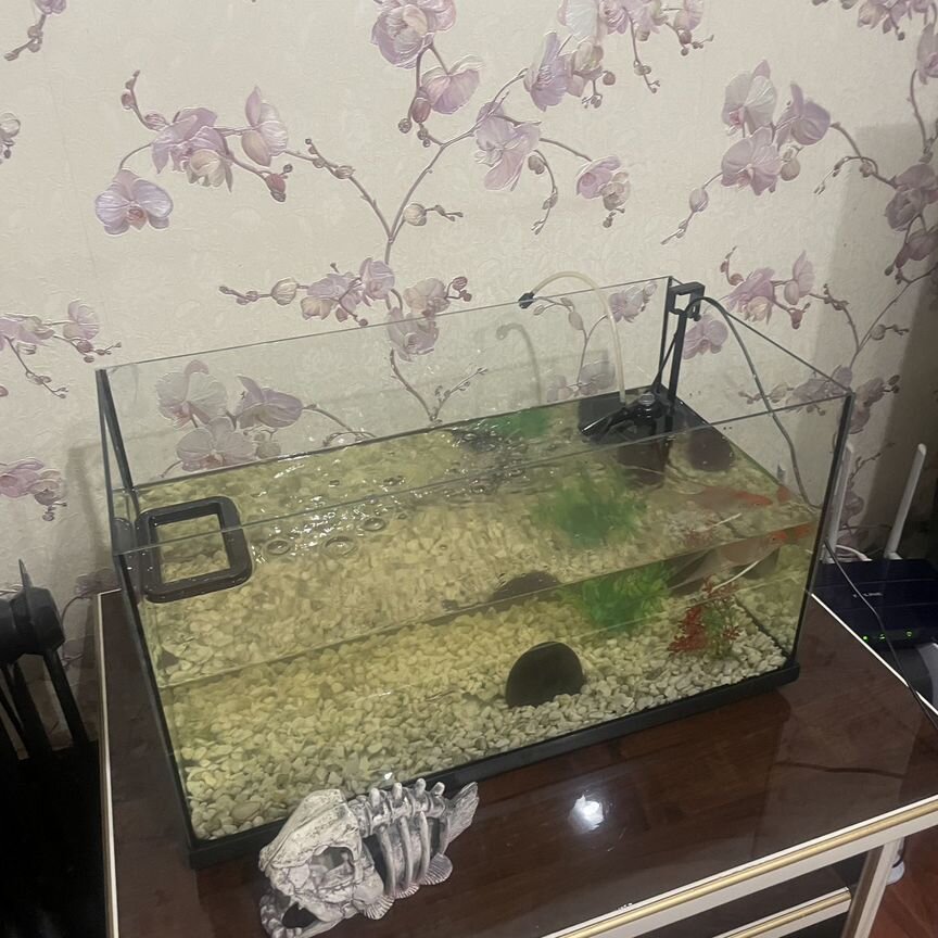 Аквариумные рыбки