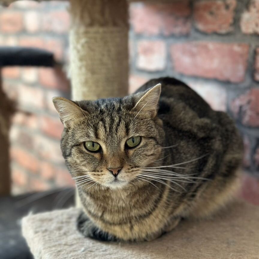 Семи ищет дом