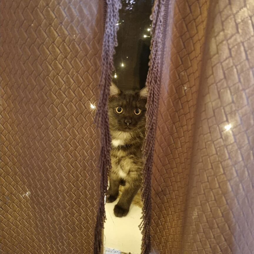 Вязка кот