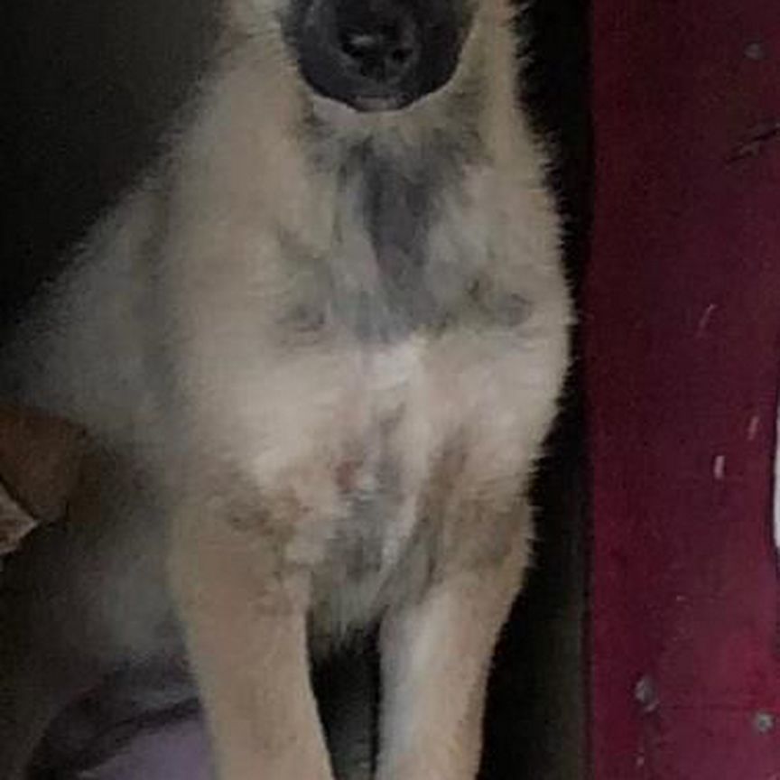 Щенок Лола в добрые руки