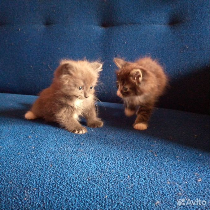 Котята 1месяц, в добрые руки, приучены к лотку