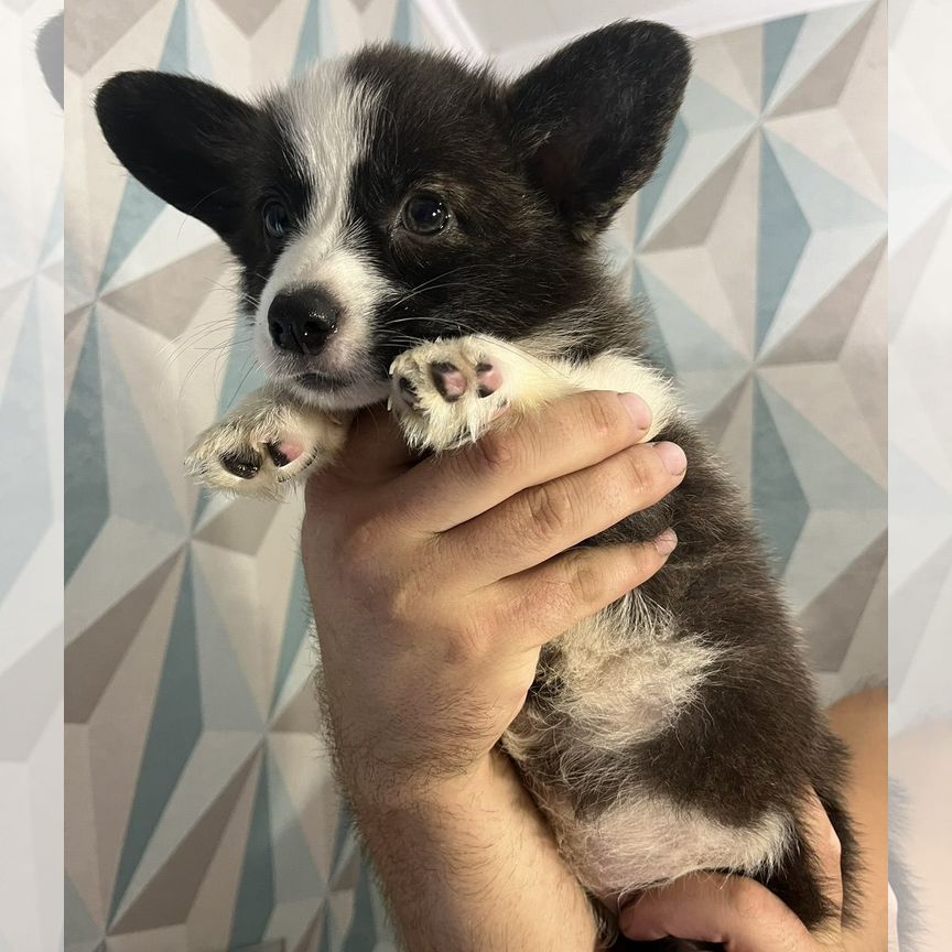 Вельш Корги Кардиган, щенок