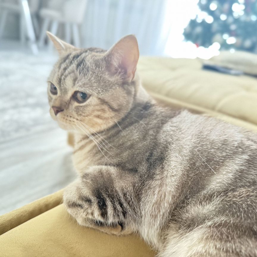 Шотландский прямоухий длинношёрстный котёнок