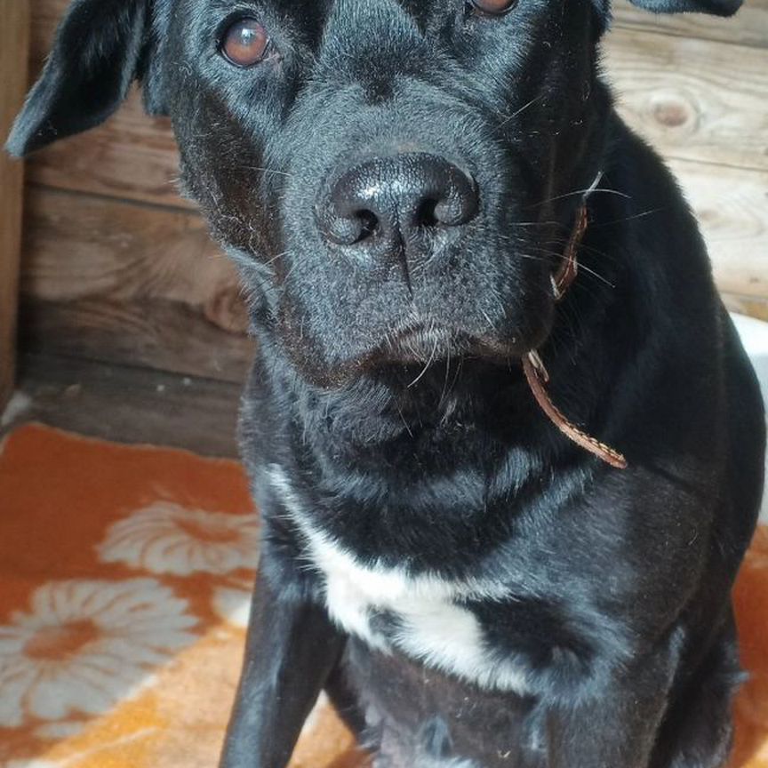 Красотка в добрые руки