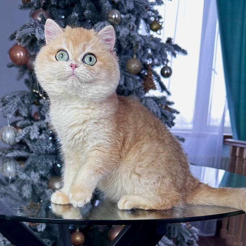 Британский короткошёрстный котёнок