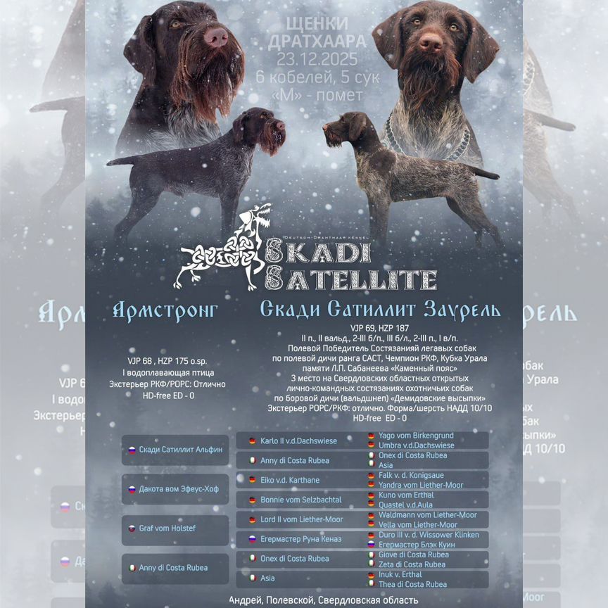 Дратхаар, щенок