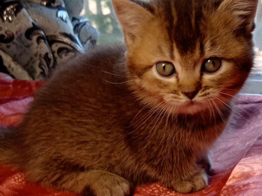 Шоколадные зайчики