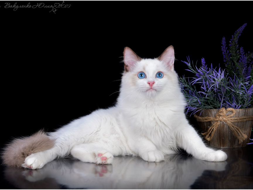 Котята рэгдолл