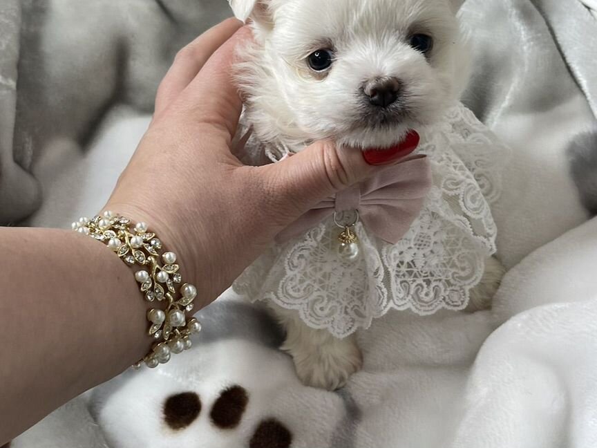 Шикарные щенки Мальтезе