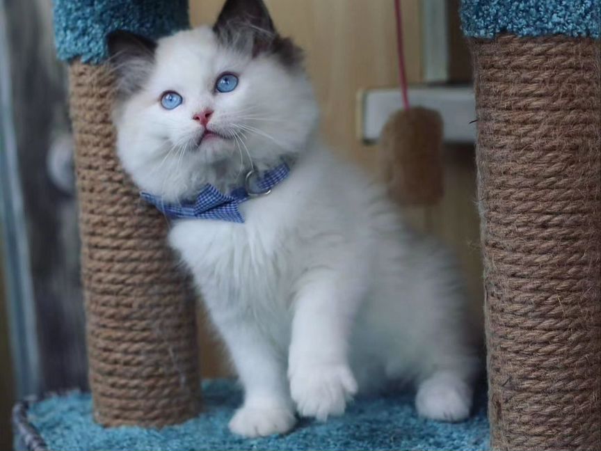 Рэгдолл котик