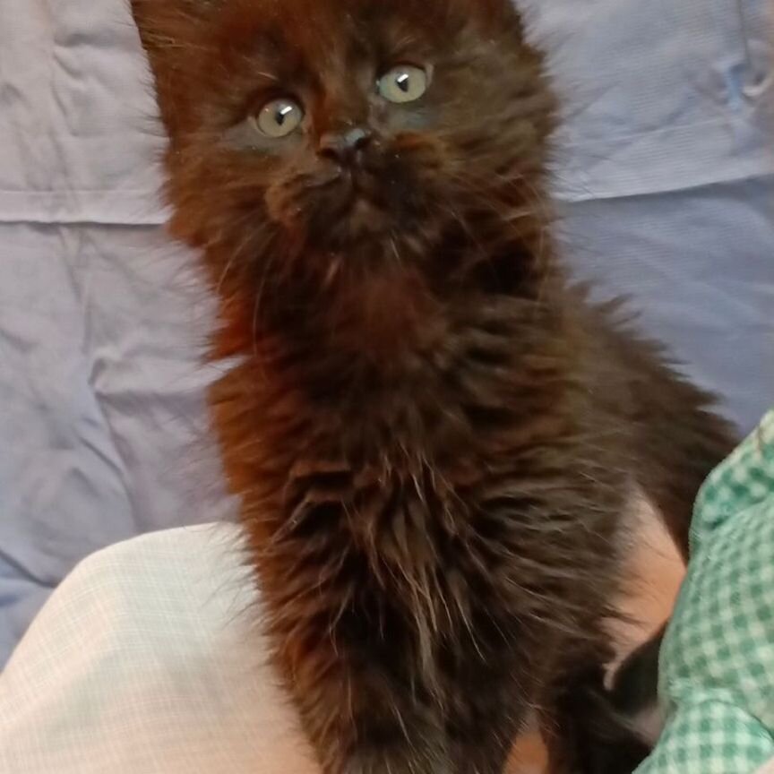 Котята Мейн-кун, с документами. Чистокровные