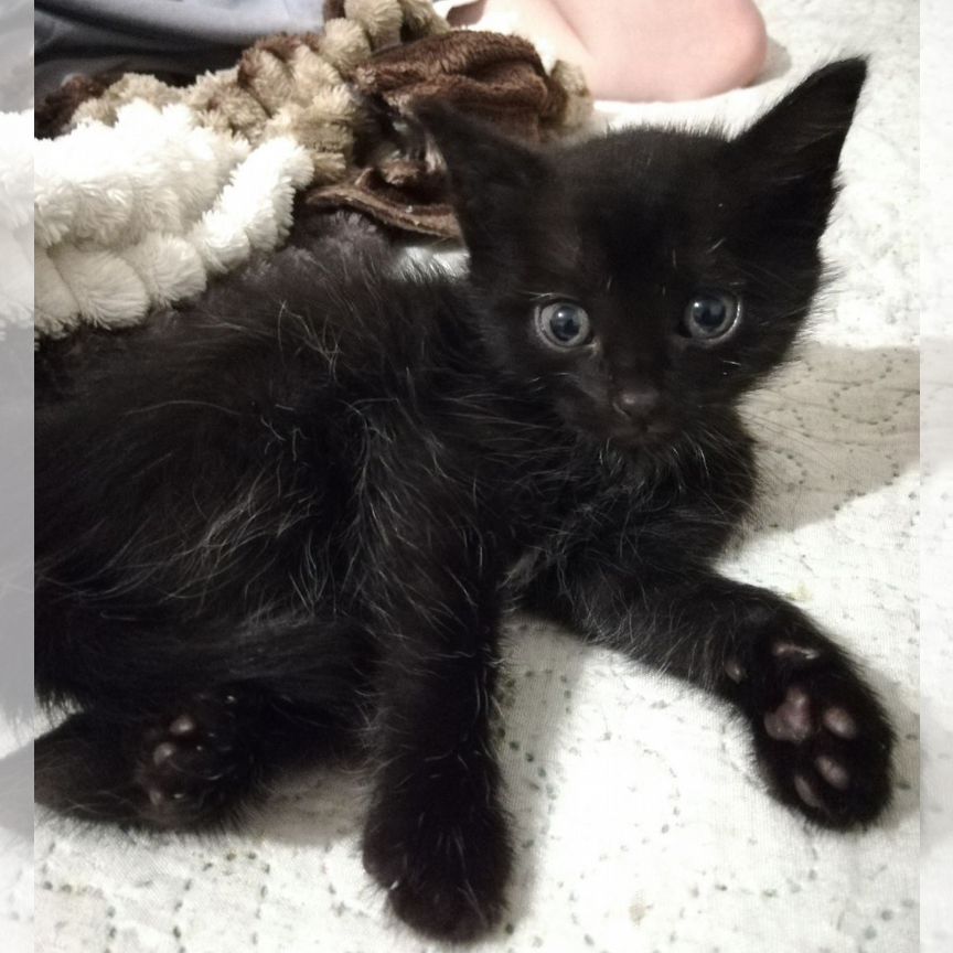 Котёнок в добрые руки