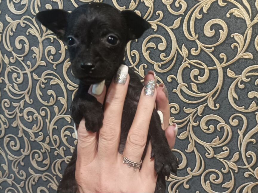 Собака русский той-терьер