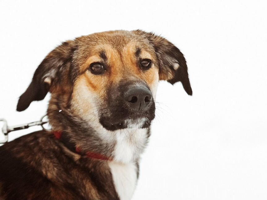 Собака в добрые руки