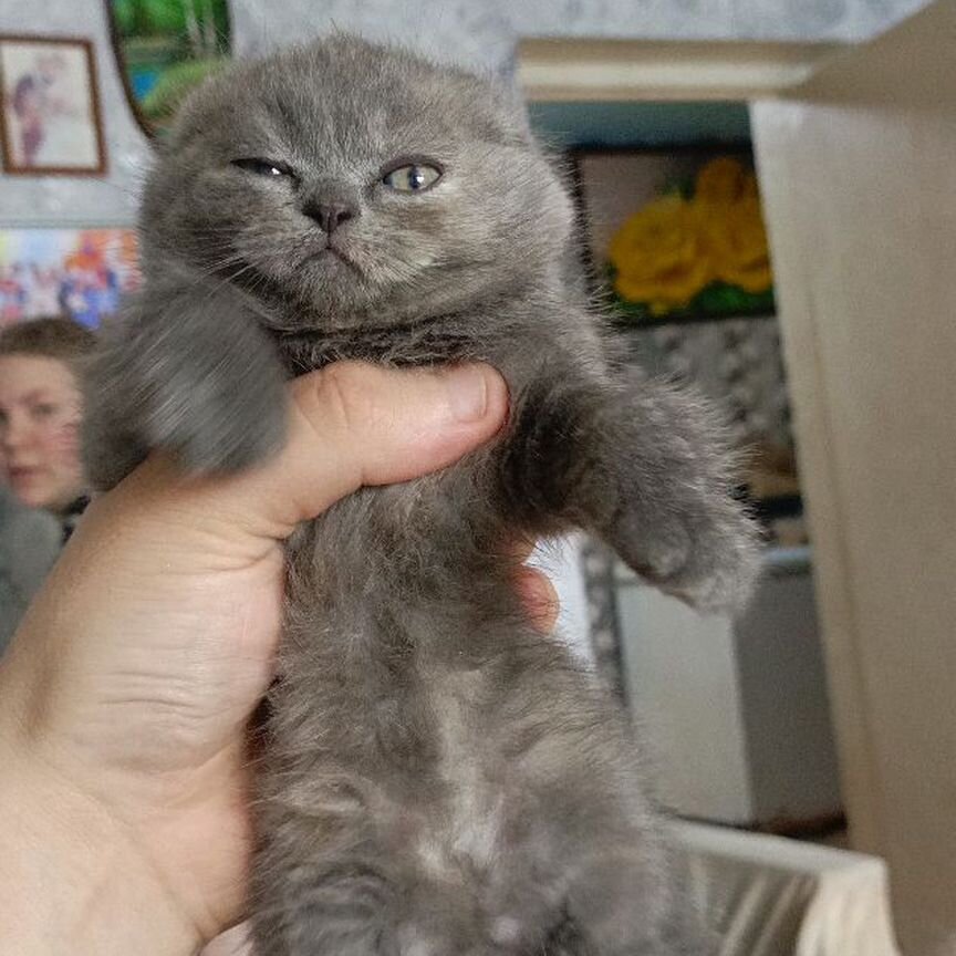 Шотландские вислоухие
