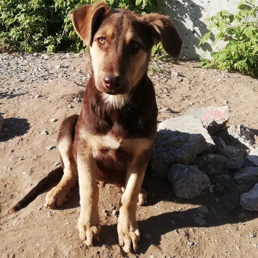 Щенки на охрану