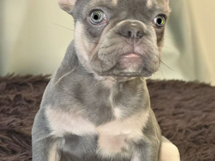 Французский бульдог мини Лилак