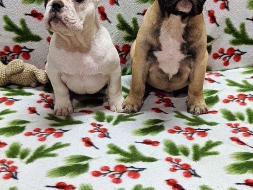 Французики из проф. Питомника