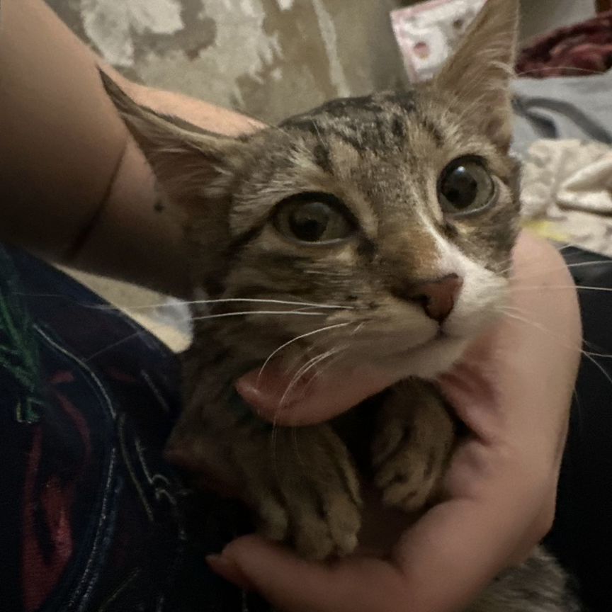 Котёнок в добрые руки