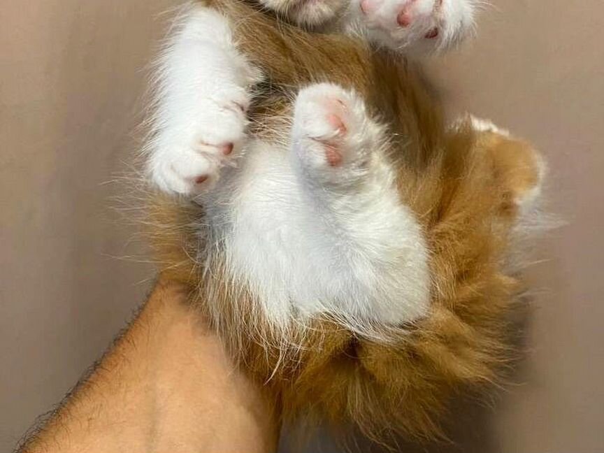 Котята полидакты мейн-кун рыжие