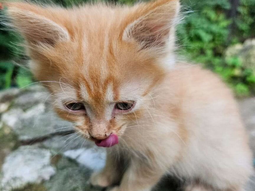 Котята рыжики ищут дом