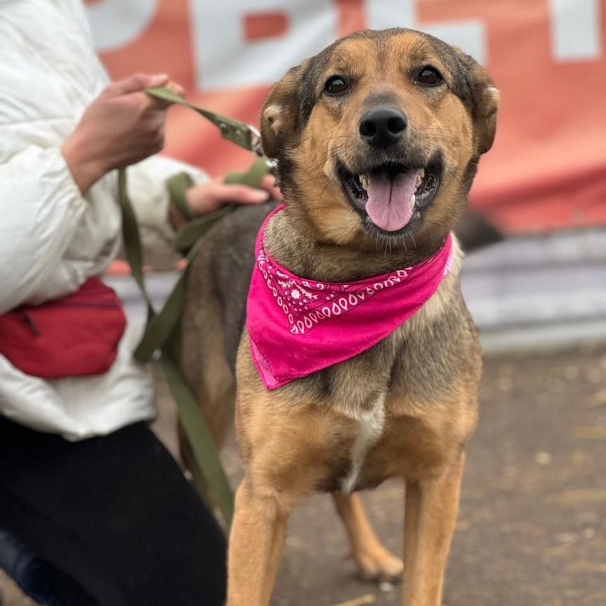 Щенок Мина покорит Ваше сердце
