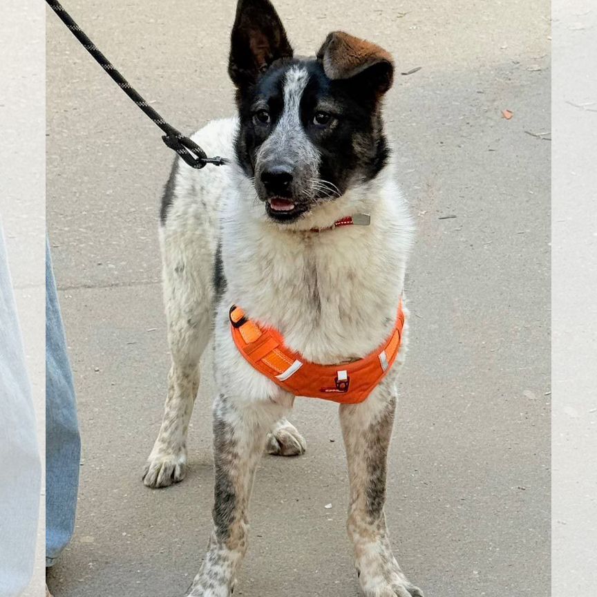 Австралийский хилер, щенок