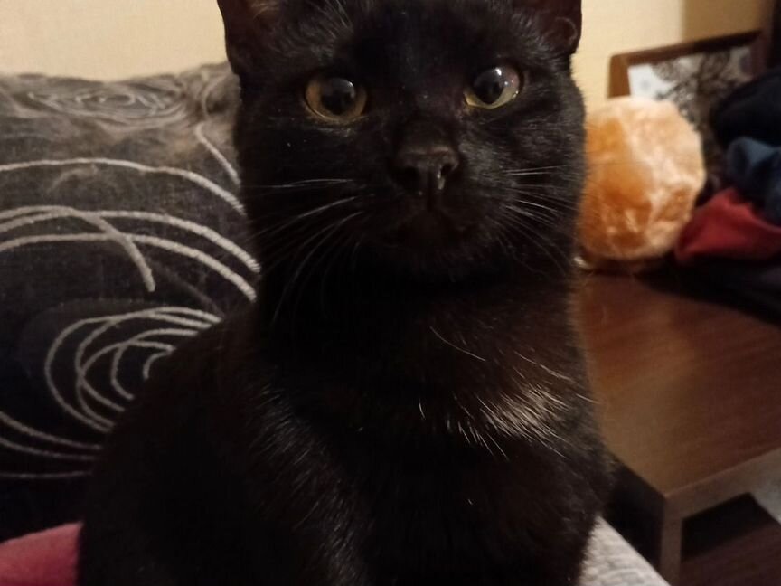 Кошка
