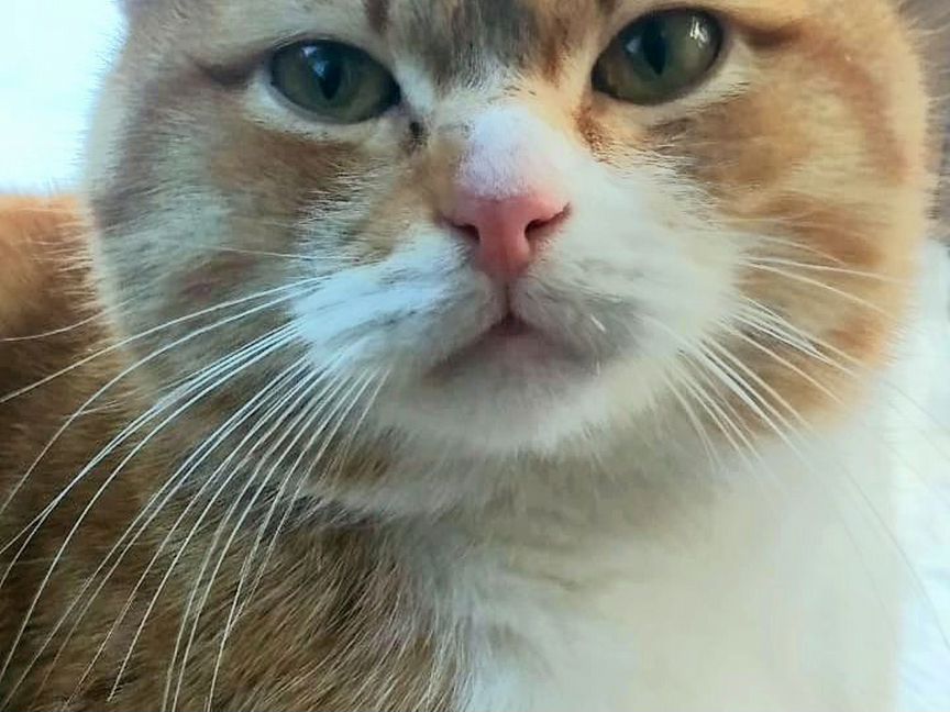 Их оставили на морозе Кошки Коты