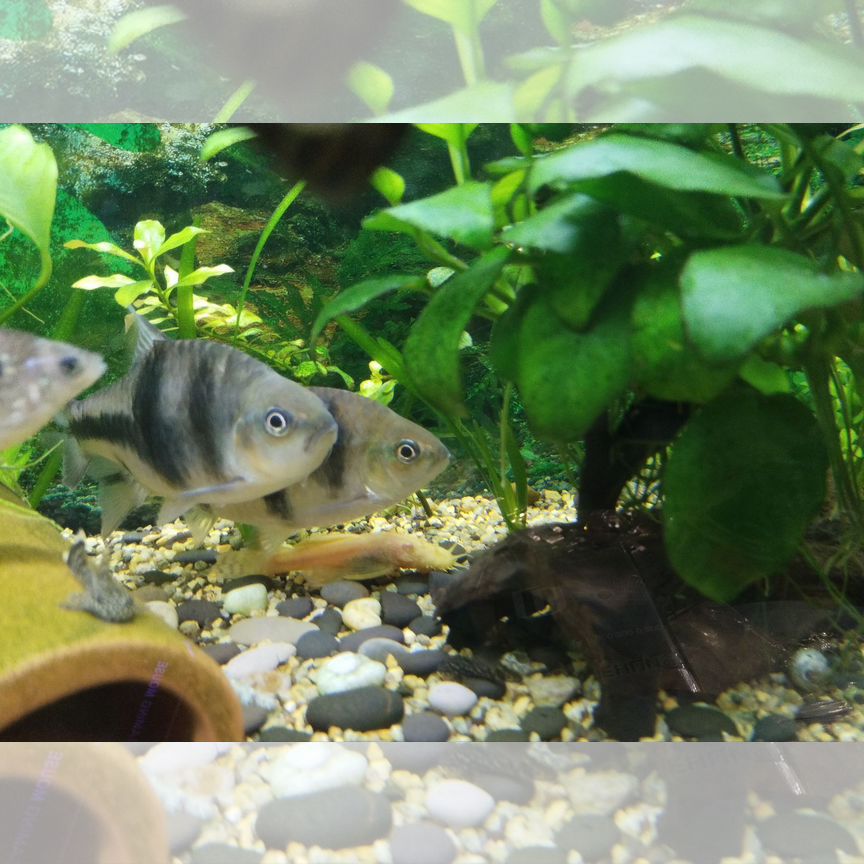 Продам, обменяю 2 крестовых барбусов