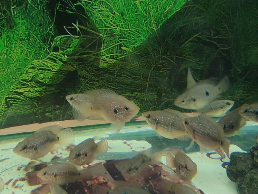 Хромис Лифалили балон