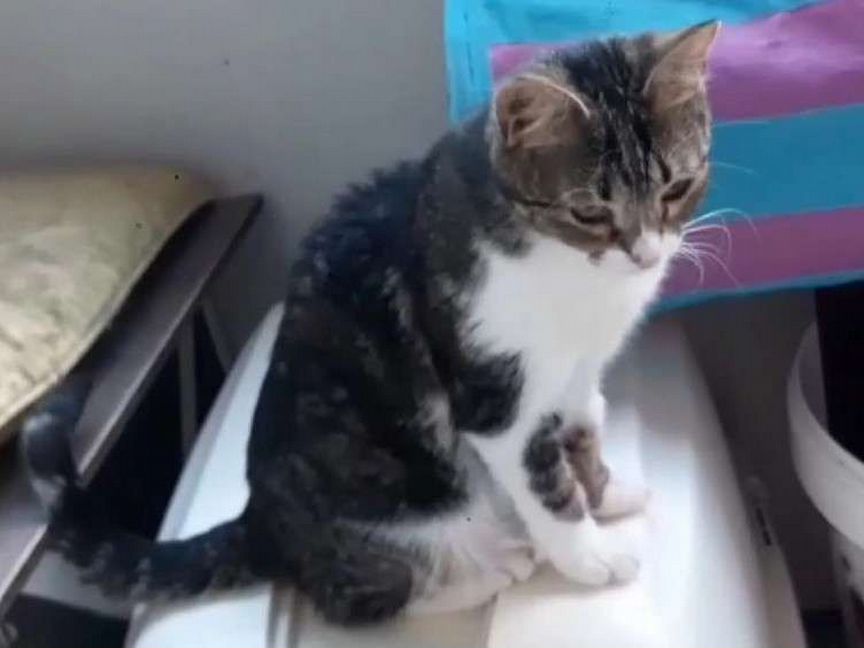 Кошечка малютка ласковая. Никто не замечает